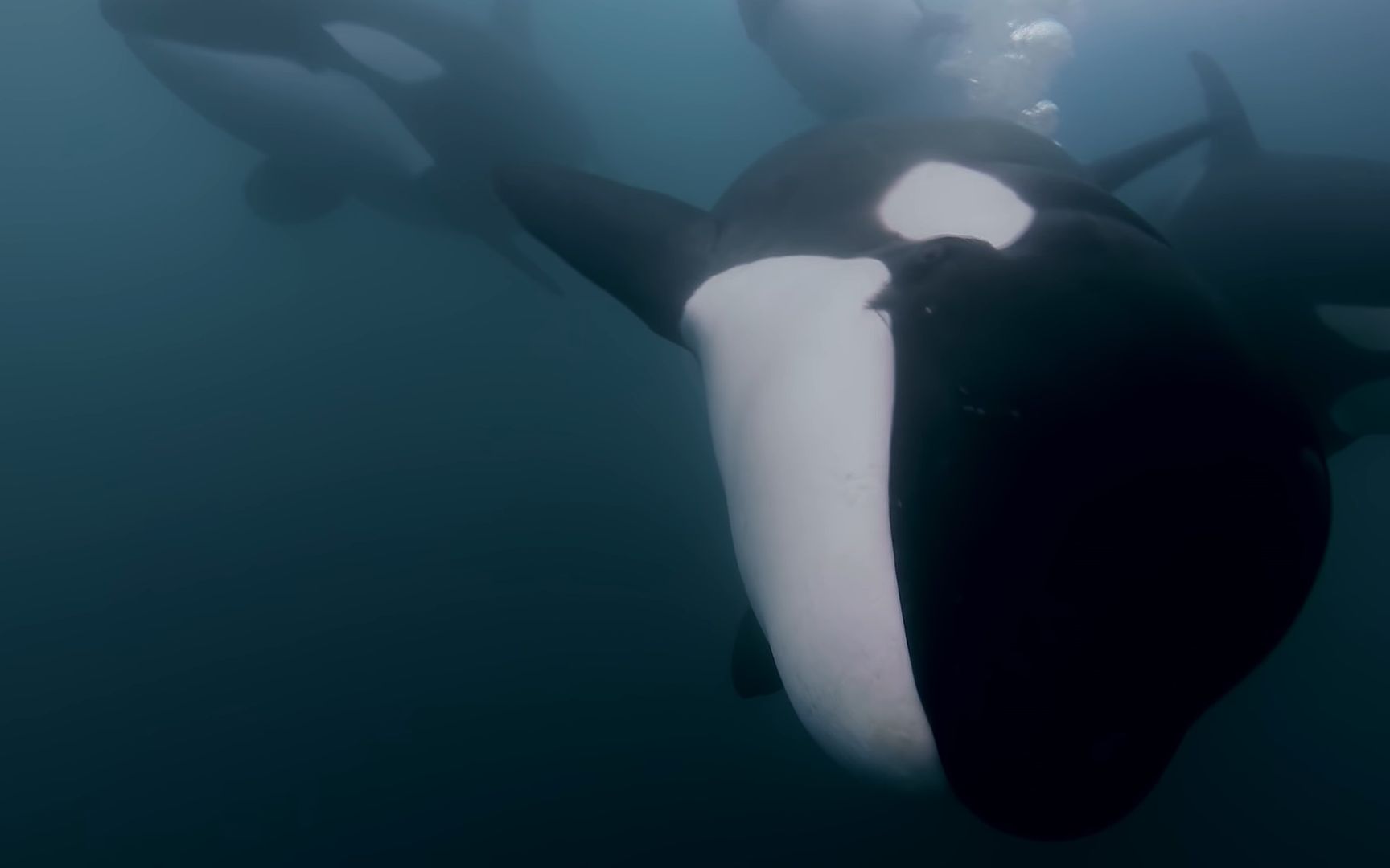GoPro: 拯救虎鲸 (GoPro: Orca Rescue in 4K)_哔哩哔哩_bilibili