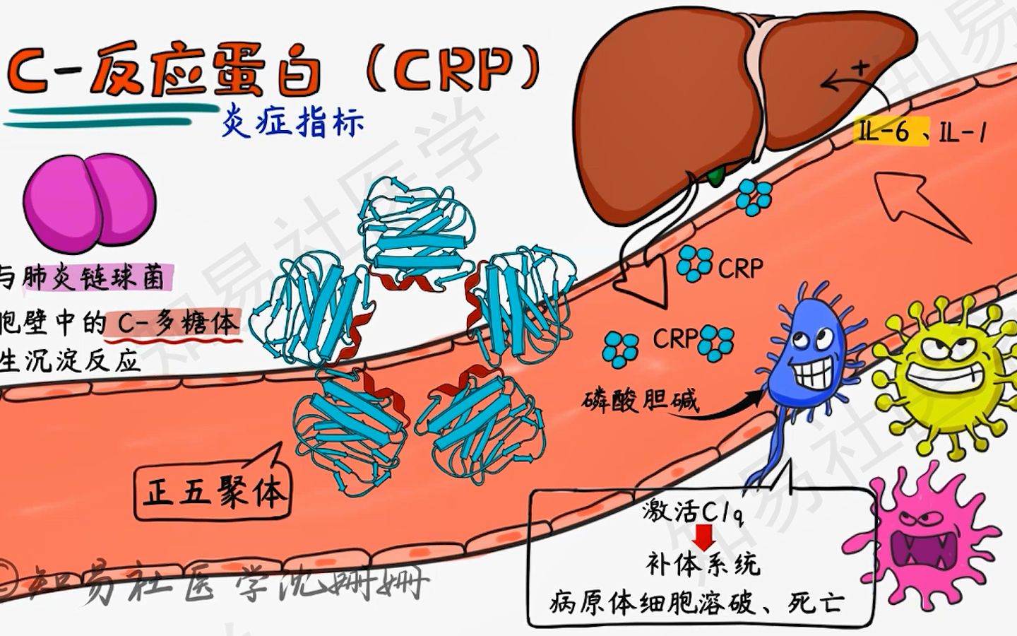 医学带背 2分钟速记 诊断学考点 C-反应蛋白CRP - 哔哩哔哩