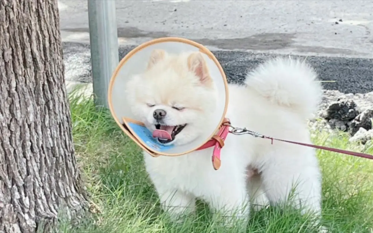 Gemini:EDG的Nice是我养大的_王者荣耀