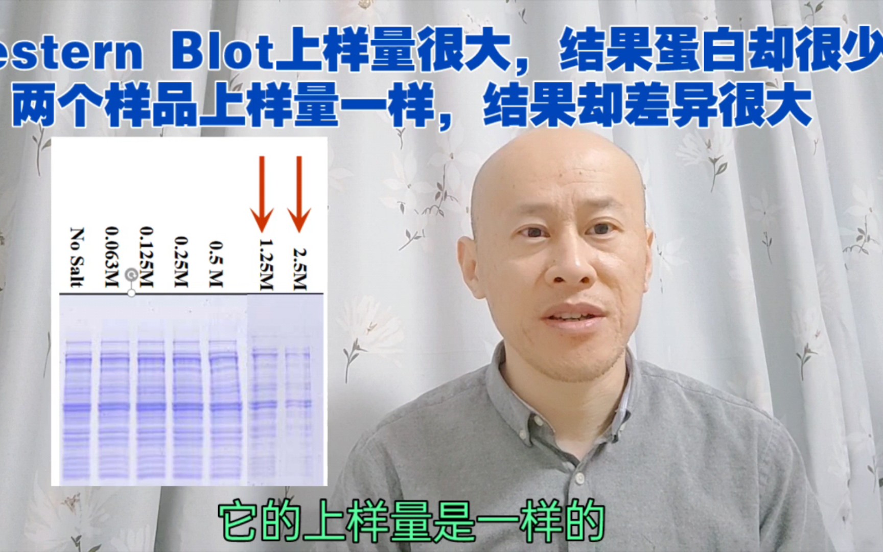 Western Blot western-blot
