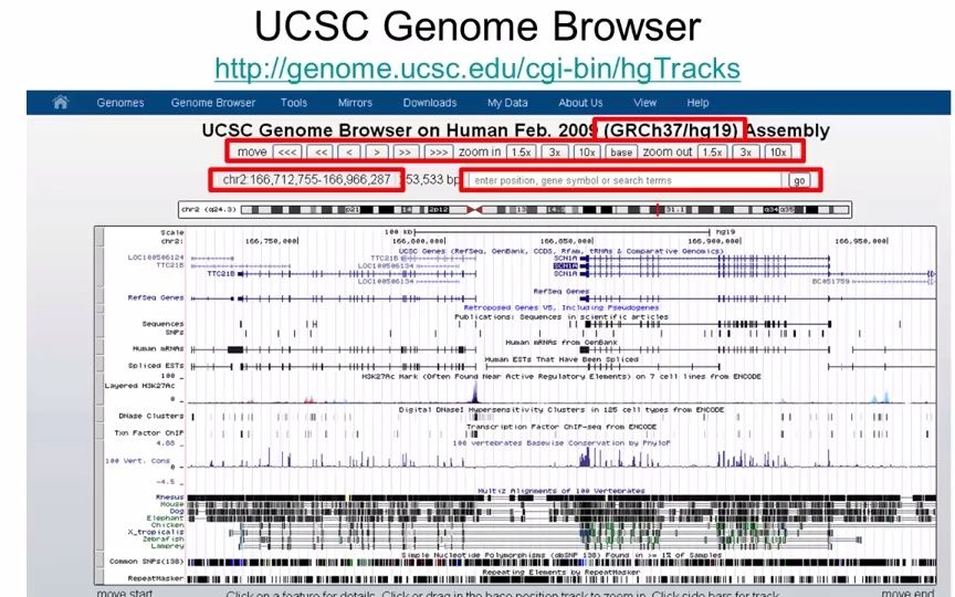 6 - 8 - 3-2-4 UCSC Genome Browser (english version) UCSC基因组浏览器 (英文版 ...