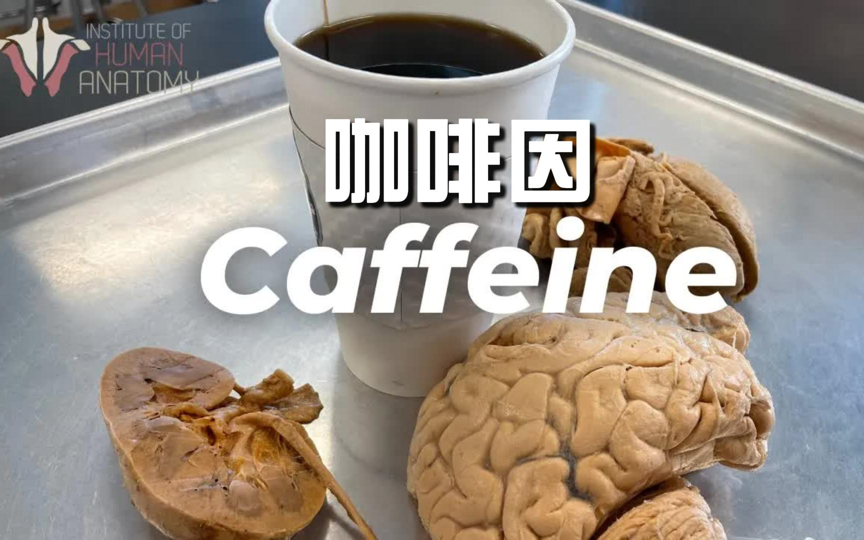 【超级科普】咖啡因如何影响你的大脑 - 哔哩哔哩