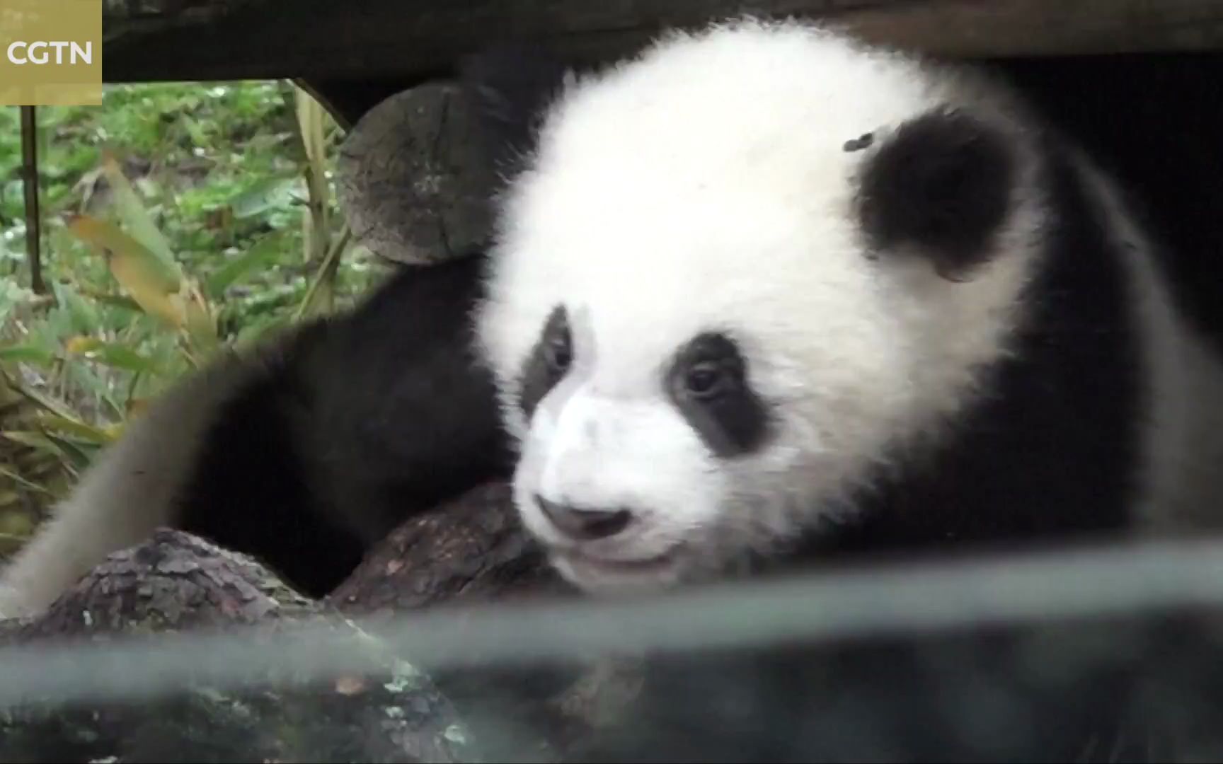 西班牙大熊猫宝宝初次亮相获太后“接见”_哔哩哔哩_bilibili