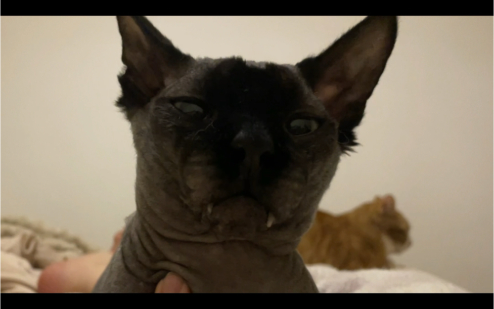 如何测试猫的情绪是否稳定2-Caesar-Cat-Caesar-Cat-哔哩哔哩视频