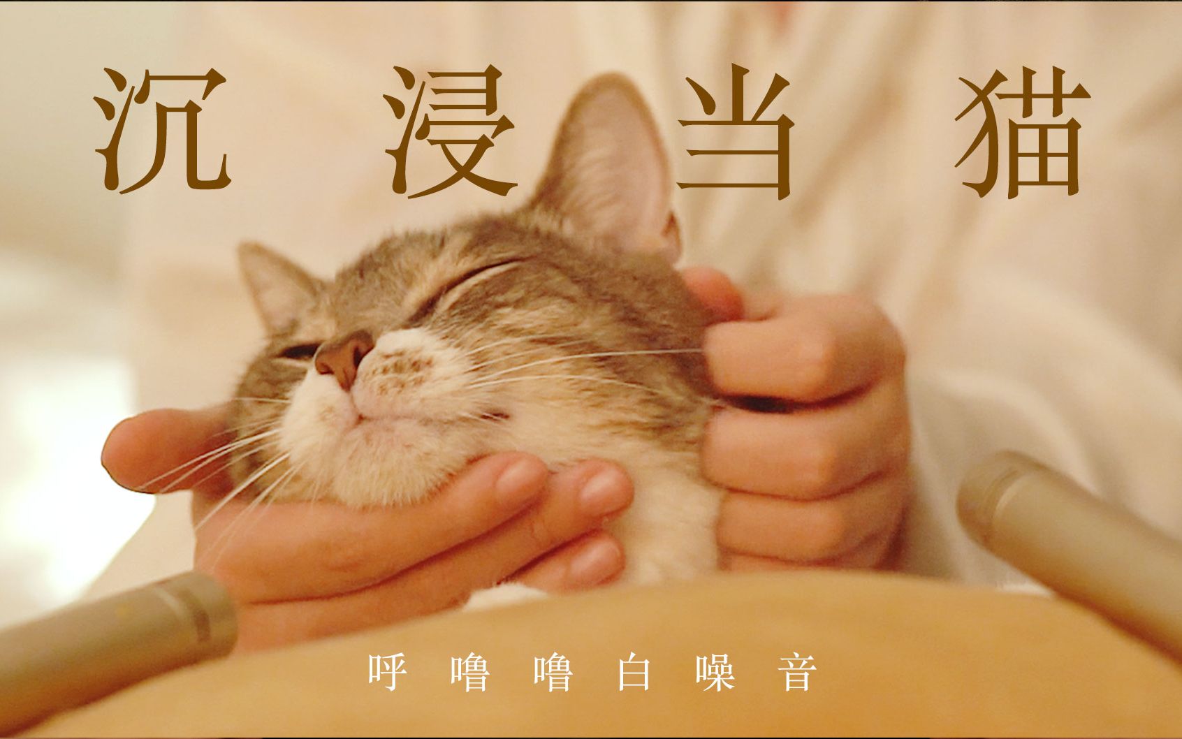 【1649c】治愈放松!像小猫一样被温柔按摩伴着呼噜声入睡 双声道环绕声 哔哩哔哩
