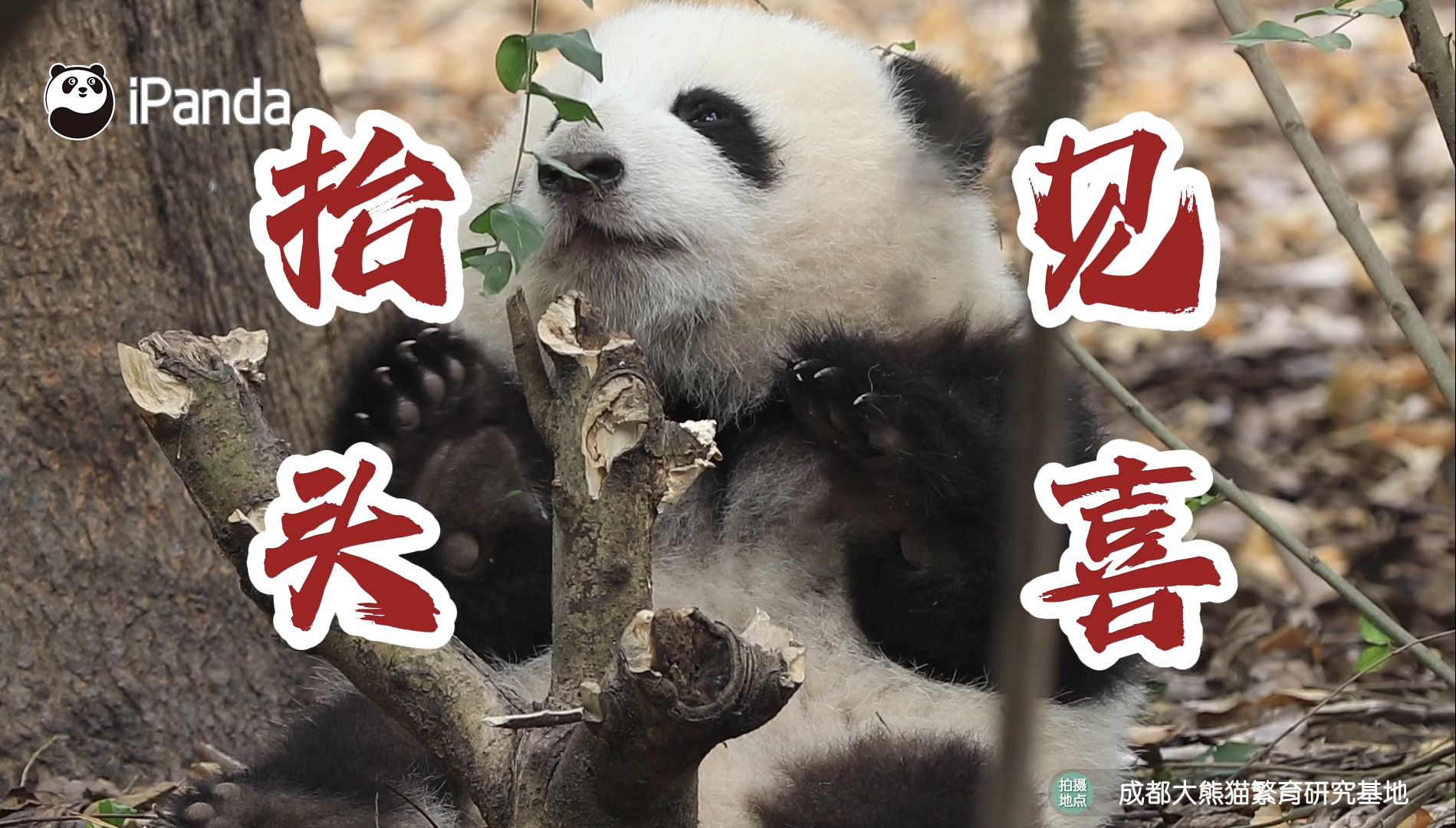 二月初二见熊抬头-iPanda熊猫频道-iPanda熊猫频道-哔哩哔哩视频