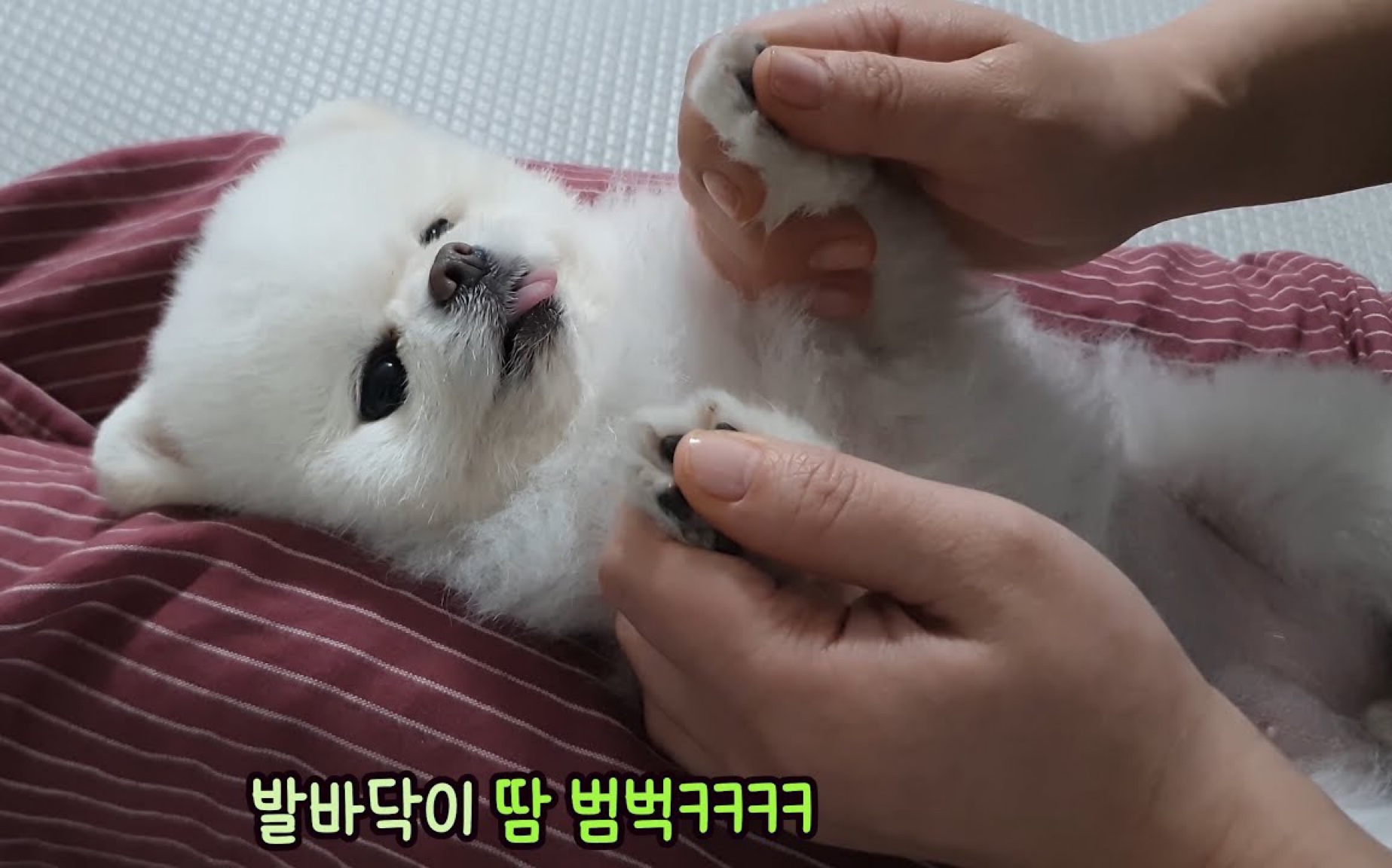 狗狗失眠啦【韩国博美犬RUDY&PONGKI】【搬什么搬运】