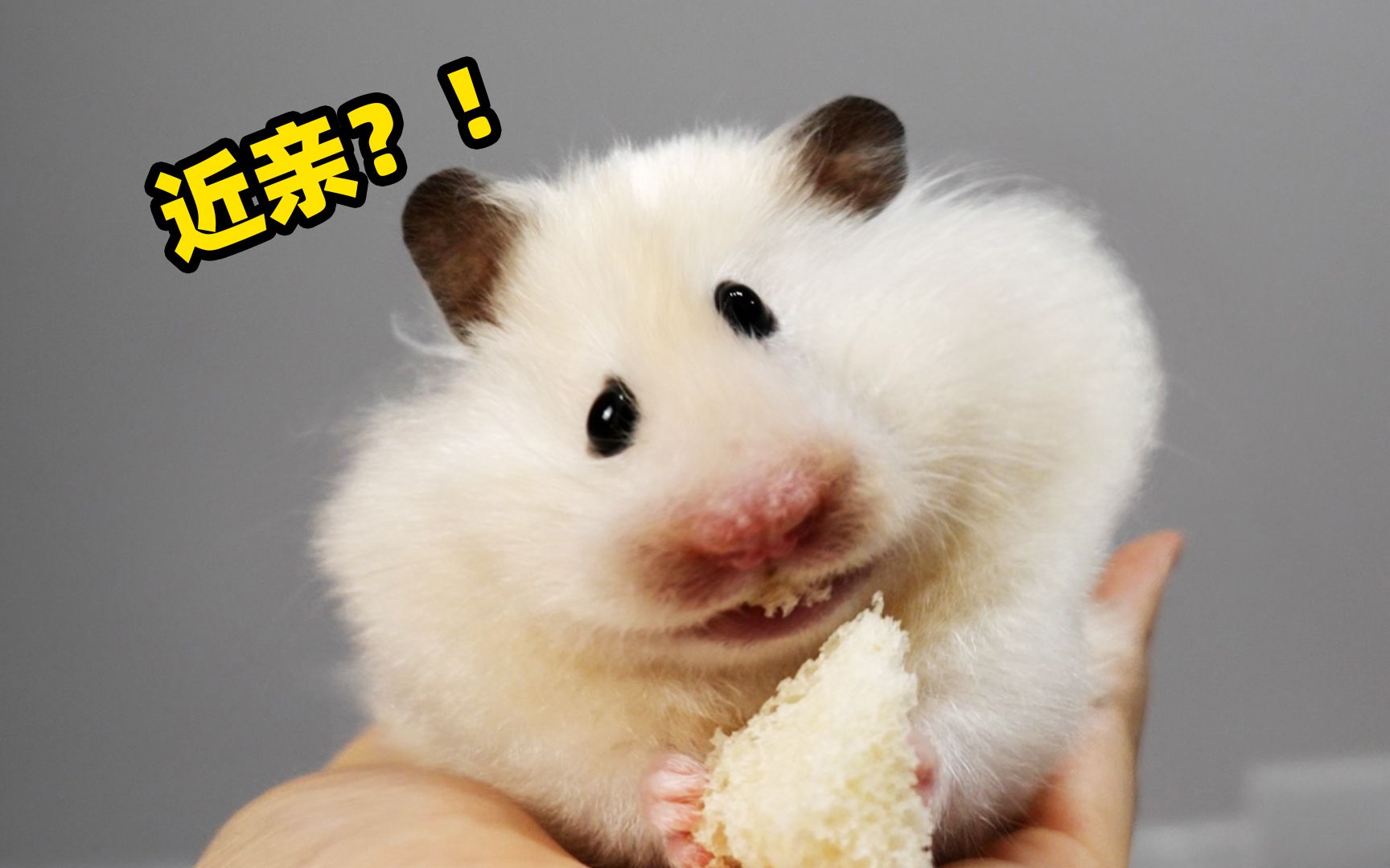 我的仓鼠都是近亲？如何在繁育的时候降低风险-KumaQQ猫鼠日常-KumaQQ猫鼠日常-哔哩哔哩视频