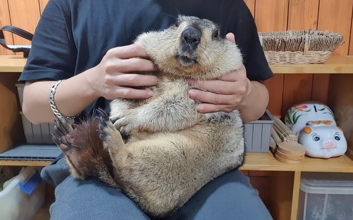 可爱土拨鼠的日常-taoz大人-taoz大人-哔哩哔哩视频