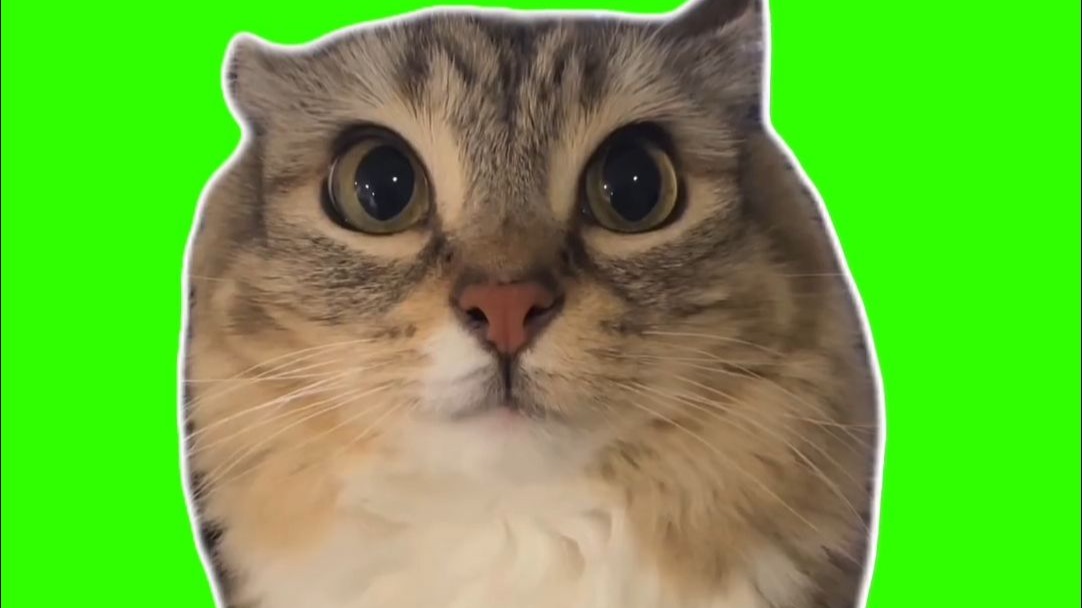 猫meme绿幕素材搞笑鬼畜视频2500+大合集 斯 : 猫meme，货娶滋源-刘小刘4823-刘小刘4823-哔哩哔哩视频