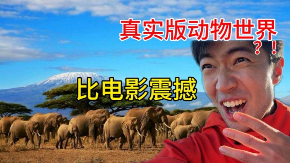 1000块豪华旅行非洲大迁徙，没人告诉我这些坑！最后的奇观让我流泪了...-猛男阿凯奇幻之旅_kay-猛男阿凯奇幻之旅_kay-哔哩哔哩视频