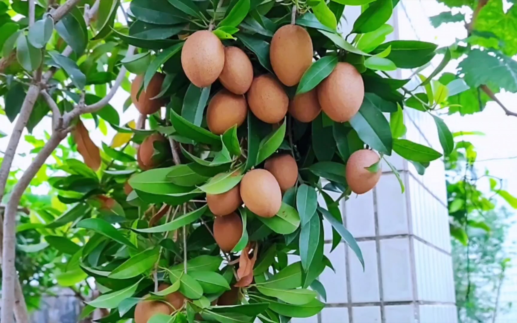 80平楼顶几天没看，各种水果又成熟了一大批，常摘常有，越看越惊喜 - 哔哩哔哩