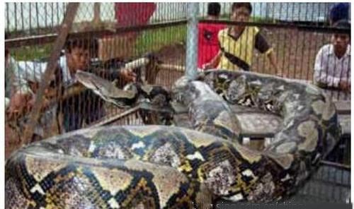 世界最大的蛇，一条就长19米，快成精了_哔哩哔哩_bilibili