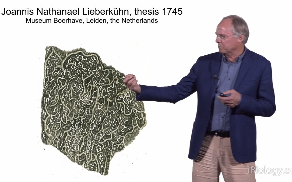 Hans Clevers_Discovery and Characterization of Adult Stem Cell_哔哩哔哩 ...