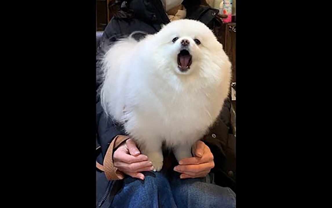 狗狗失眠啦【韩国博美犬RUDY&PONGKI】【搬什么搬运】