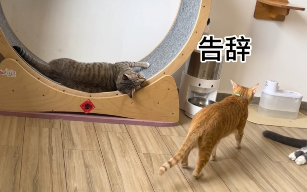 多猫家庭欢乐多-好多喵meow-好多喵meow-哔哩哔哩视频