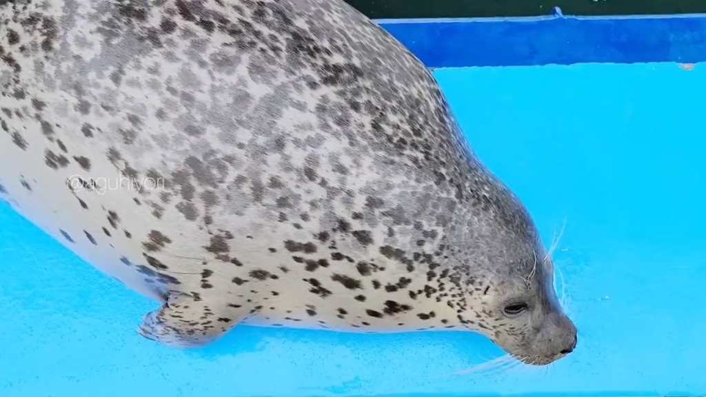 【kyoro】在岸上休息的kyoro酱，和它说话就“纳尼～？”地撇了这边一... - 哔哩哔哩