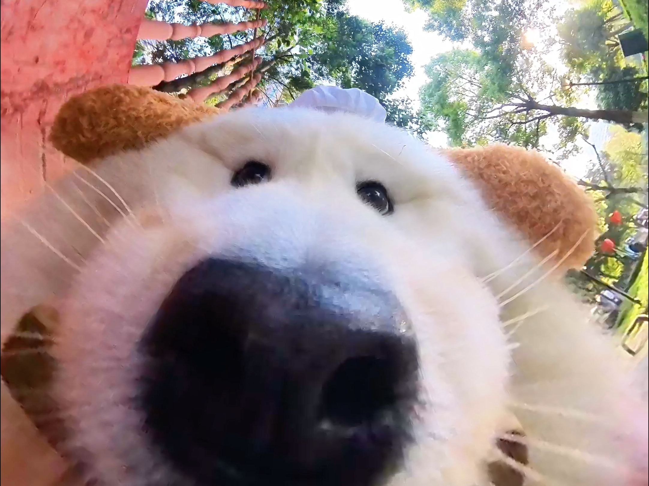 视频去哪了呢？_哔哩哔哩_bilibili