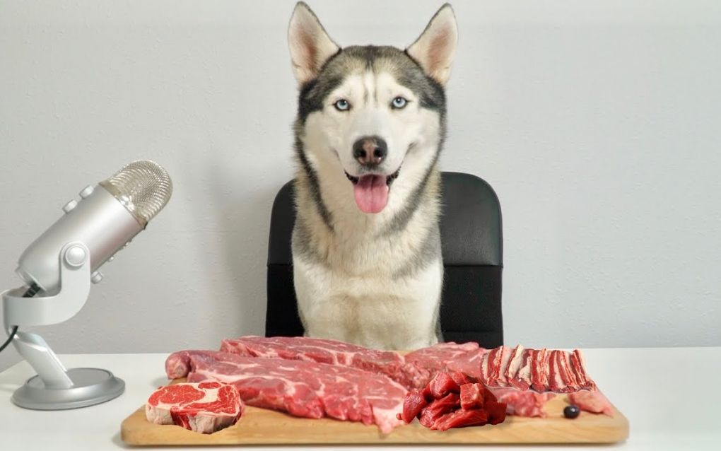 【Gohan The Husky】哈士奇吃肉肉的声音 × 蠢萌蠢萌哒w~♪(^∇^*)_哔哩哔哩_bilibili