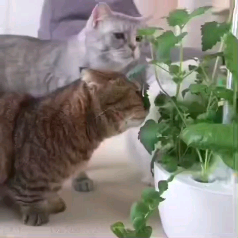 claire_luvcat_哔哩哔哩_bilibili