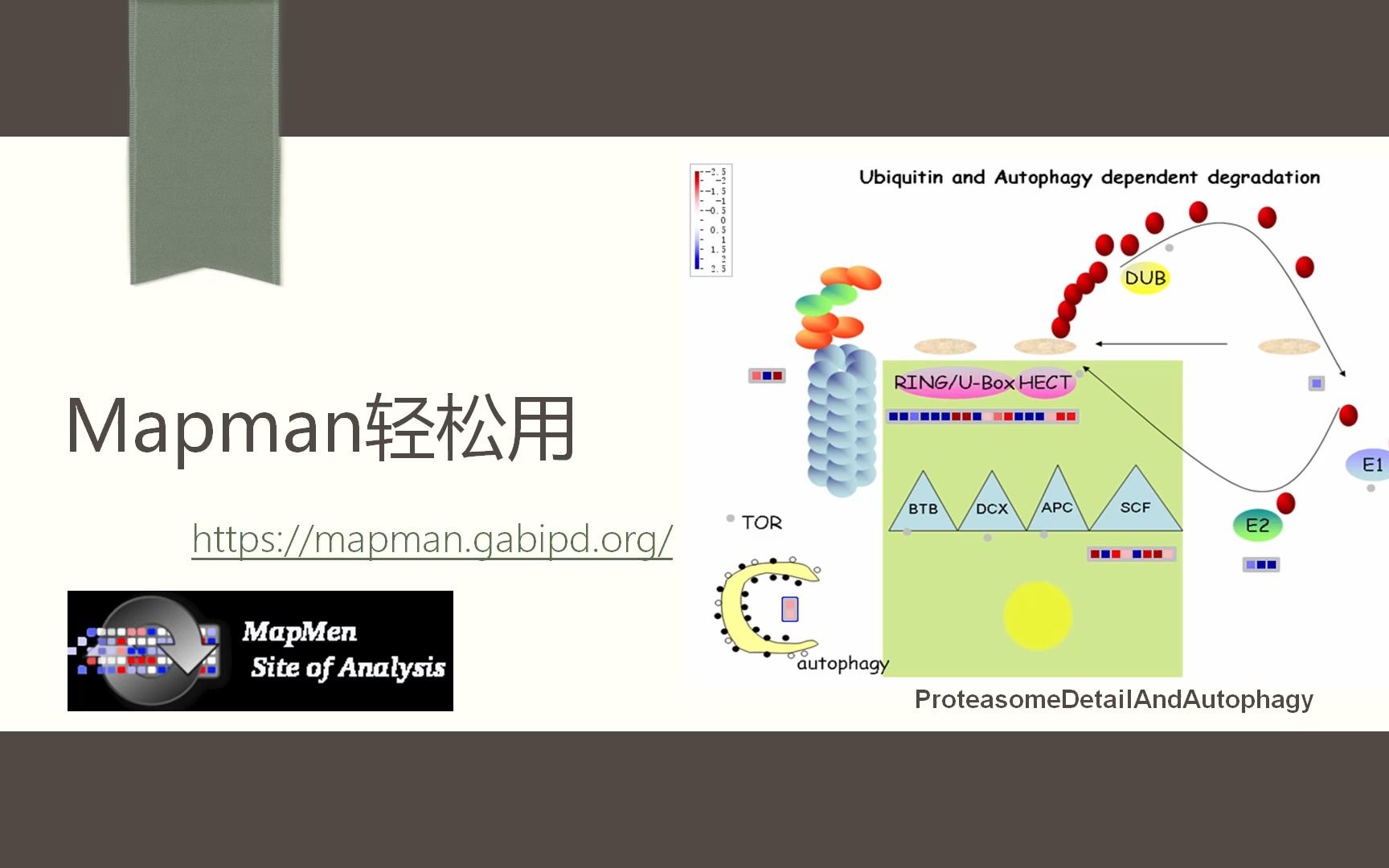 MapMan植物通路注释软件使用教程-苦逼科研汪-mapman-哔哩哔哩视频