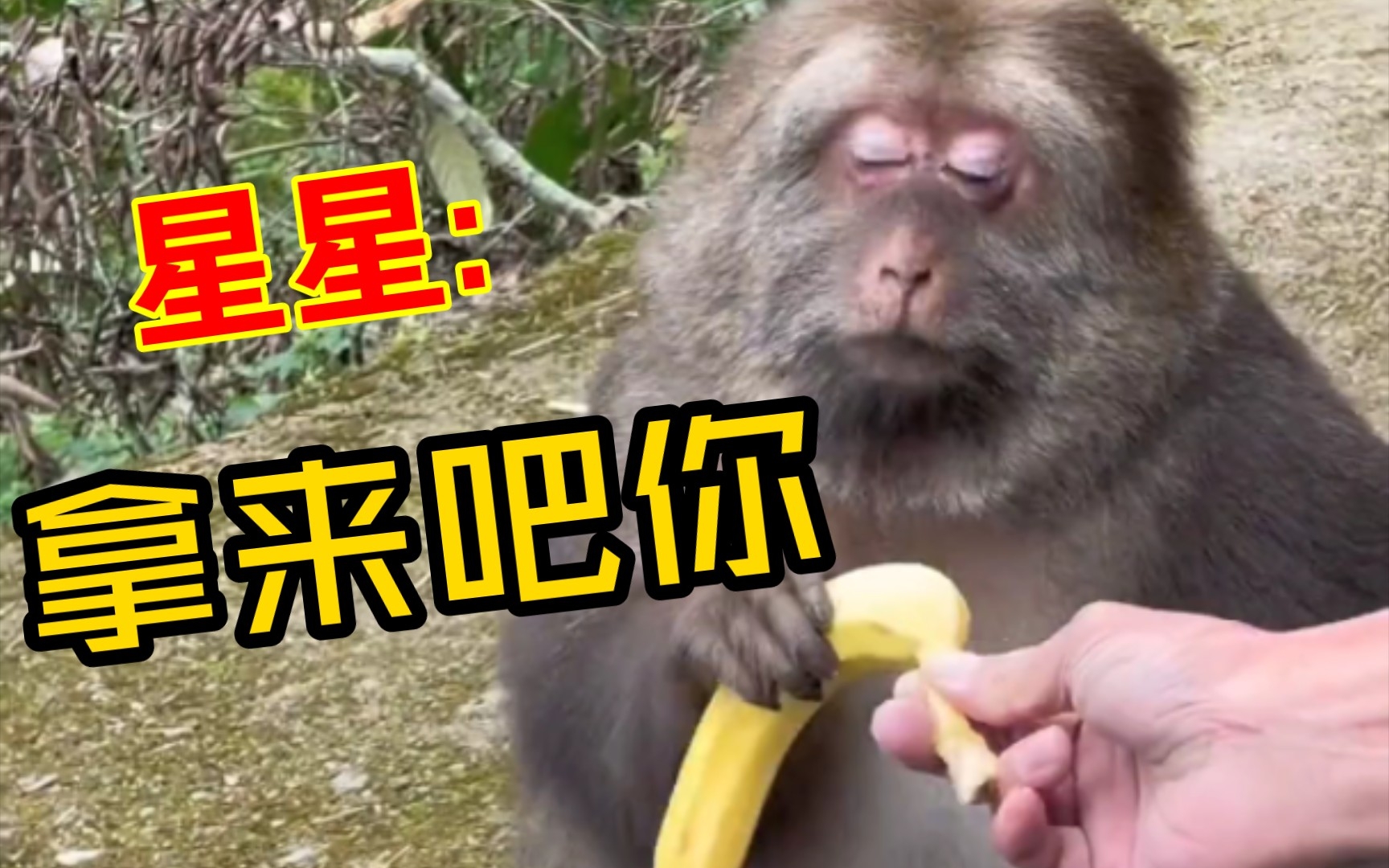 猴子伸手拿来的表情包-千图网