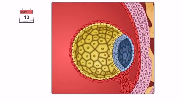 General Embryology Detailed Animation On Gastrulation Embryology: From