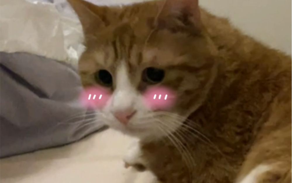 小猫咪奇怪属性大爆发-Caesar-Cat-Caesar-Cat-哔哩哔哩视频