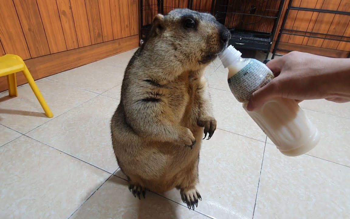 土拨鼠喝不到米浆-taoz大人-taoz大人-哔哩哔哩视频