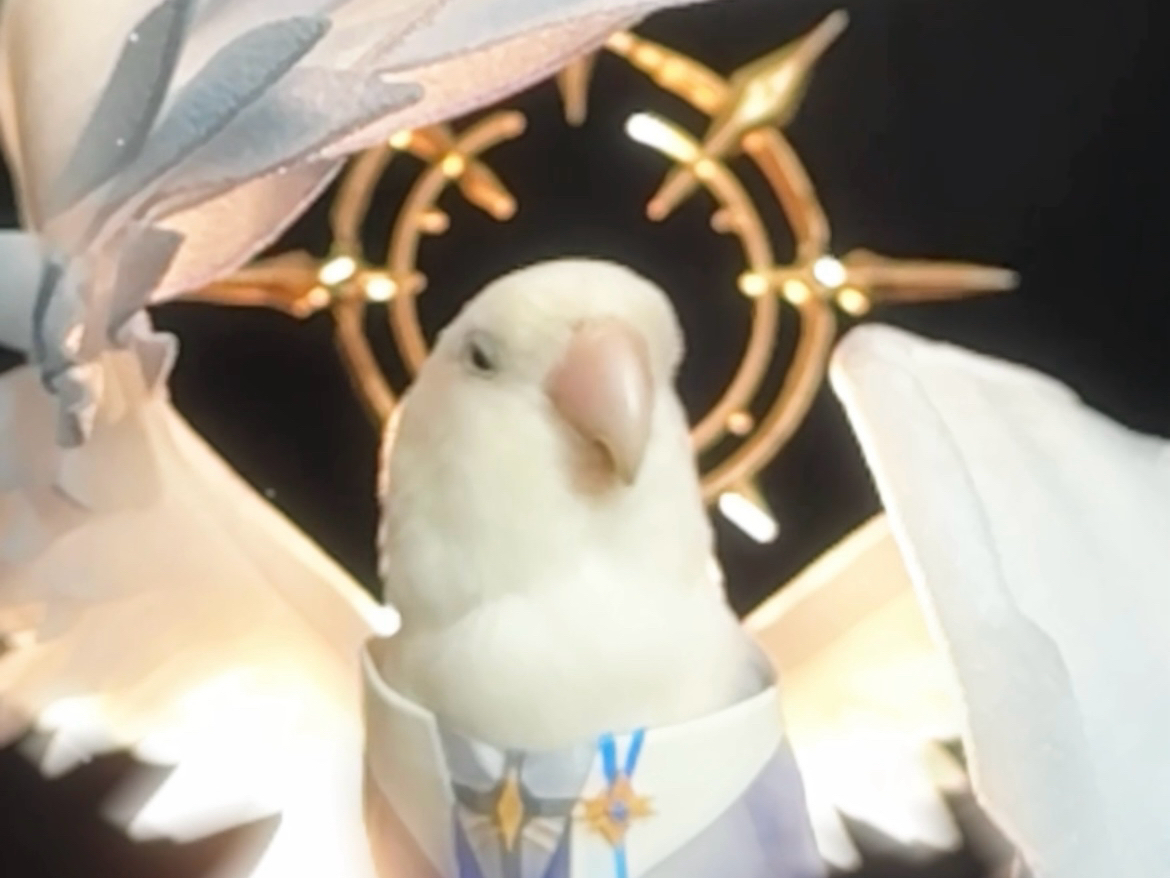 最适合优质鸟类的cos 出现了-芋圆啵啵哟-芋圆啵啵哟-哔哩哔哩视频