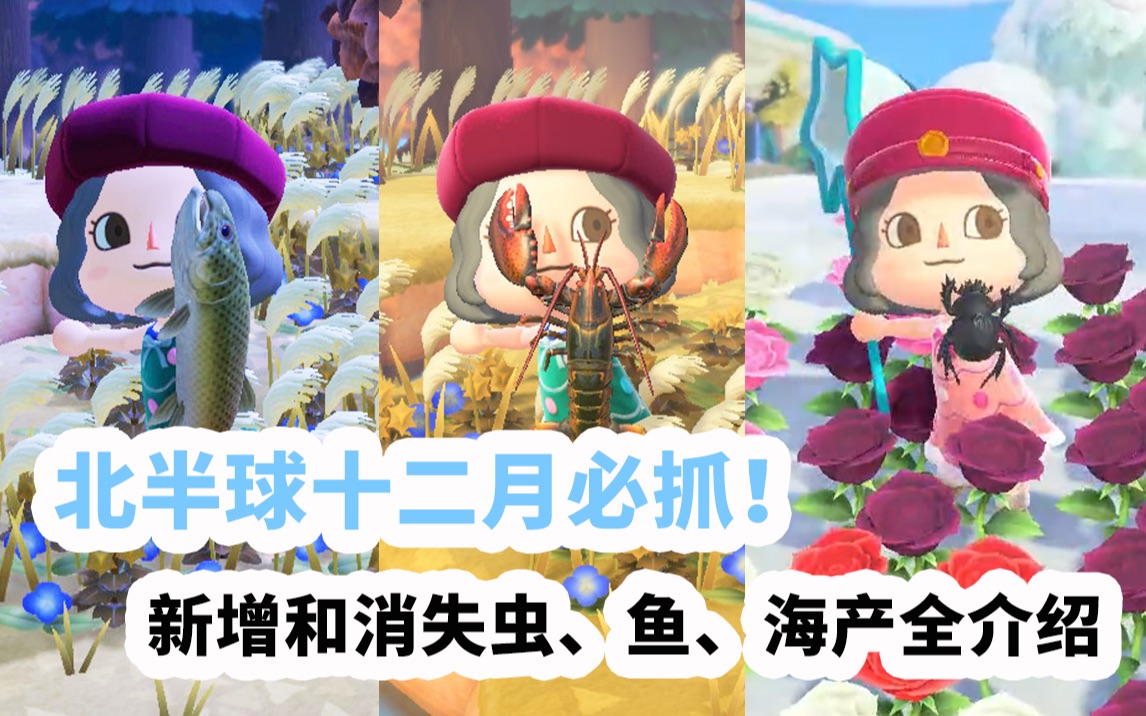 动森｜12月必抓鱼、虫、海产全介绍 出现时间地点价格详解_哔哩哔哩_bilibili