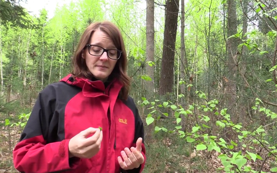 [Survival Lilly]125 生存药物-白桦叶_哔哩哔哩_bilibili