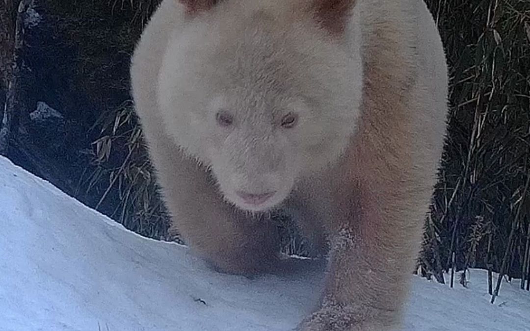 大熊猫有哪几种配色？-iPanda熊猫频道-iPanda熊猫频道-哔哩哔哩视频