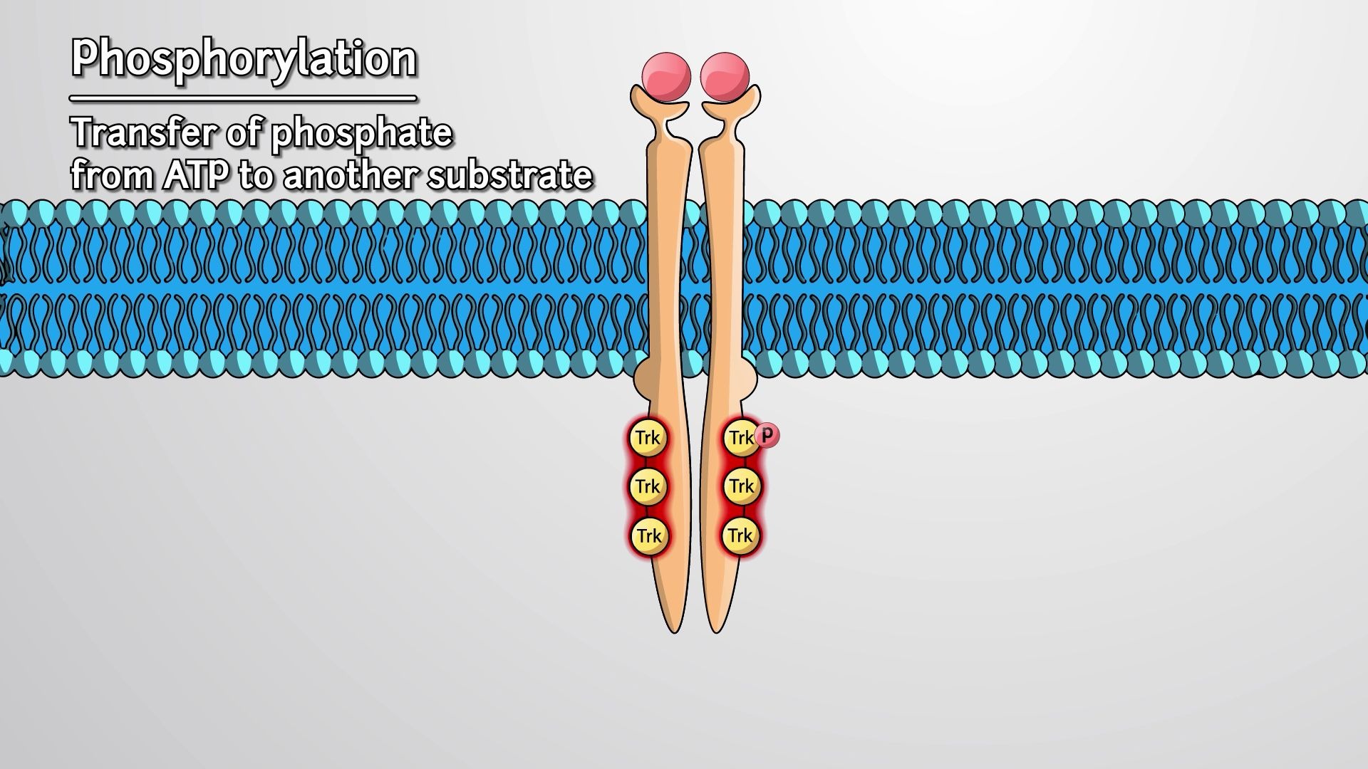【JoVE】细胞信号转导 6.14 酶联受体 /Enzyme-linked Receptors_哔哩哔哩_bilibili