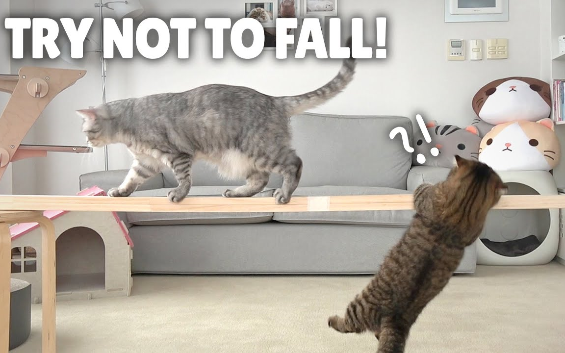 【Kittisaurus】【中字】猫咪的平衡挑战！试着别掉下去！_哔哩哔哩 (゜-゜)つロ 干杯~-bilibili