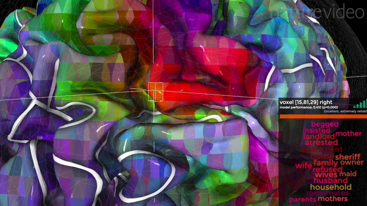 The brain dictionary_哔哩哔哩_bilibili