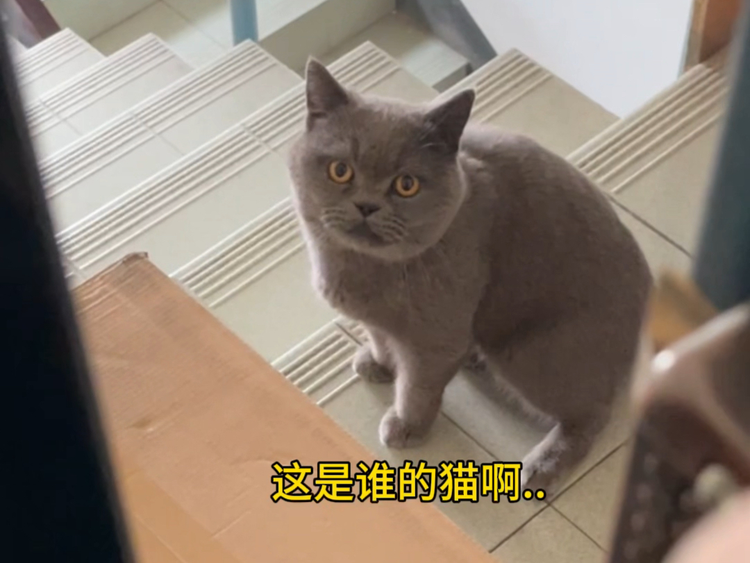 这么离谱的事竟然会发生在我身上-Caesar-Cat-Caesar-Cat-哔哩哔哩视频