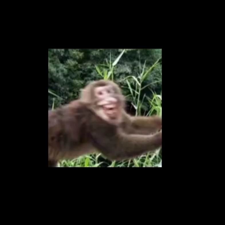 【音乐】给猴子听的音乐[Monkey Type Beat ft. Monke]