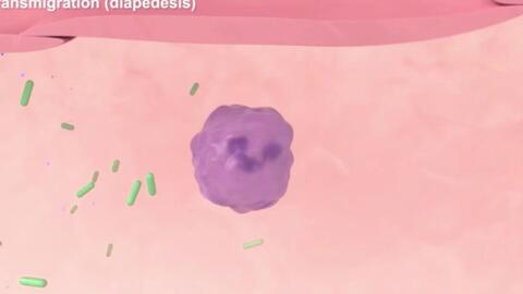 Diapedesis Animation