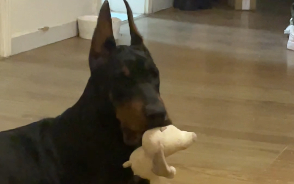 一屋子bt猫狗的那个Up主又添新丁了-Caesar-Cat-Caesar-Cat-哔哩哔哩视频