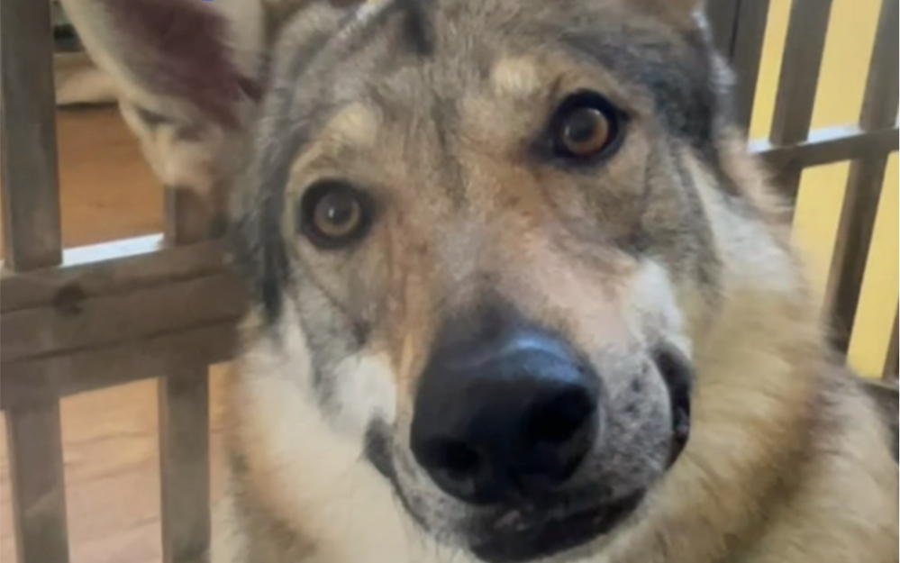 养狗人的精神状态-Caesar-Cat-Caesar-Cat-哔哩哔哩视频