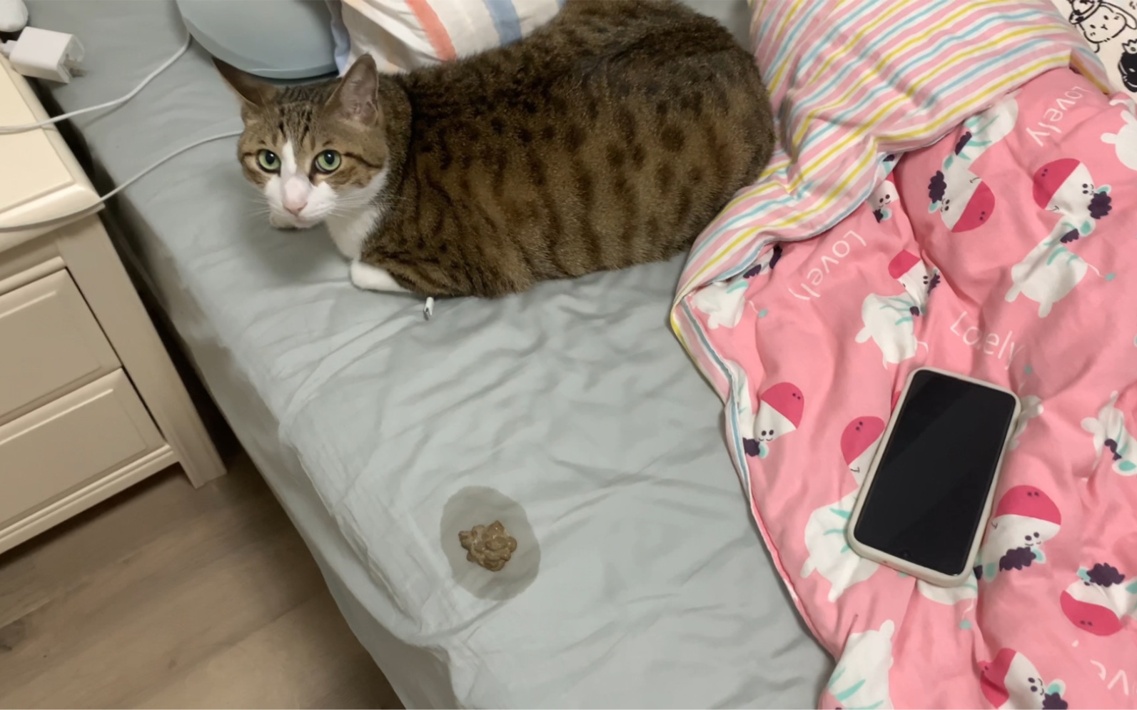 我就知道这只猫一天天的没憋什么好屁 哔哩哔哩