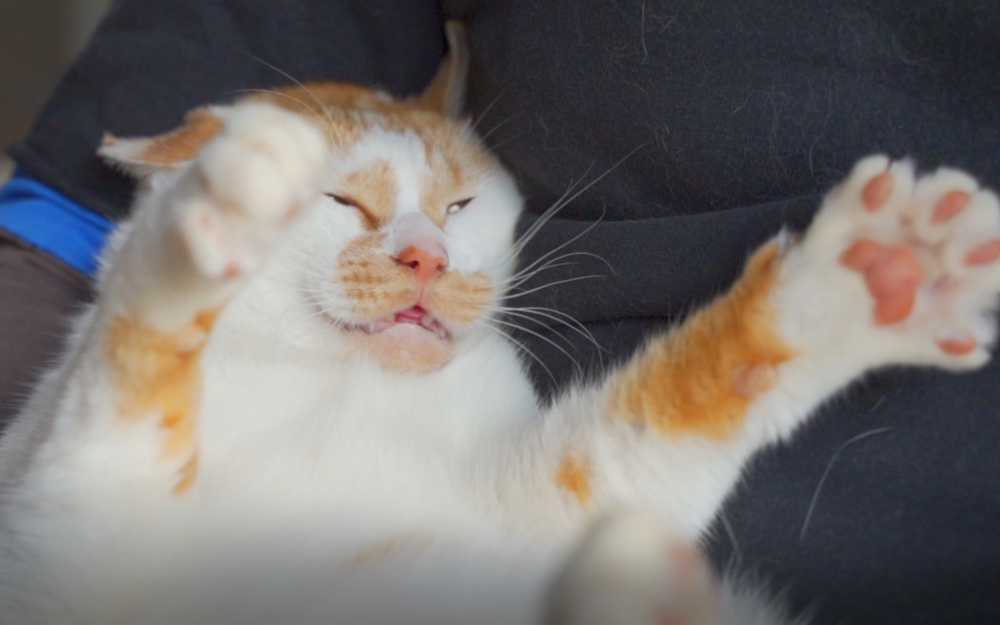 奇奇怪怪的小猫,真让人很上头! 哔哩哔哩