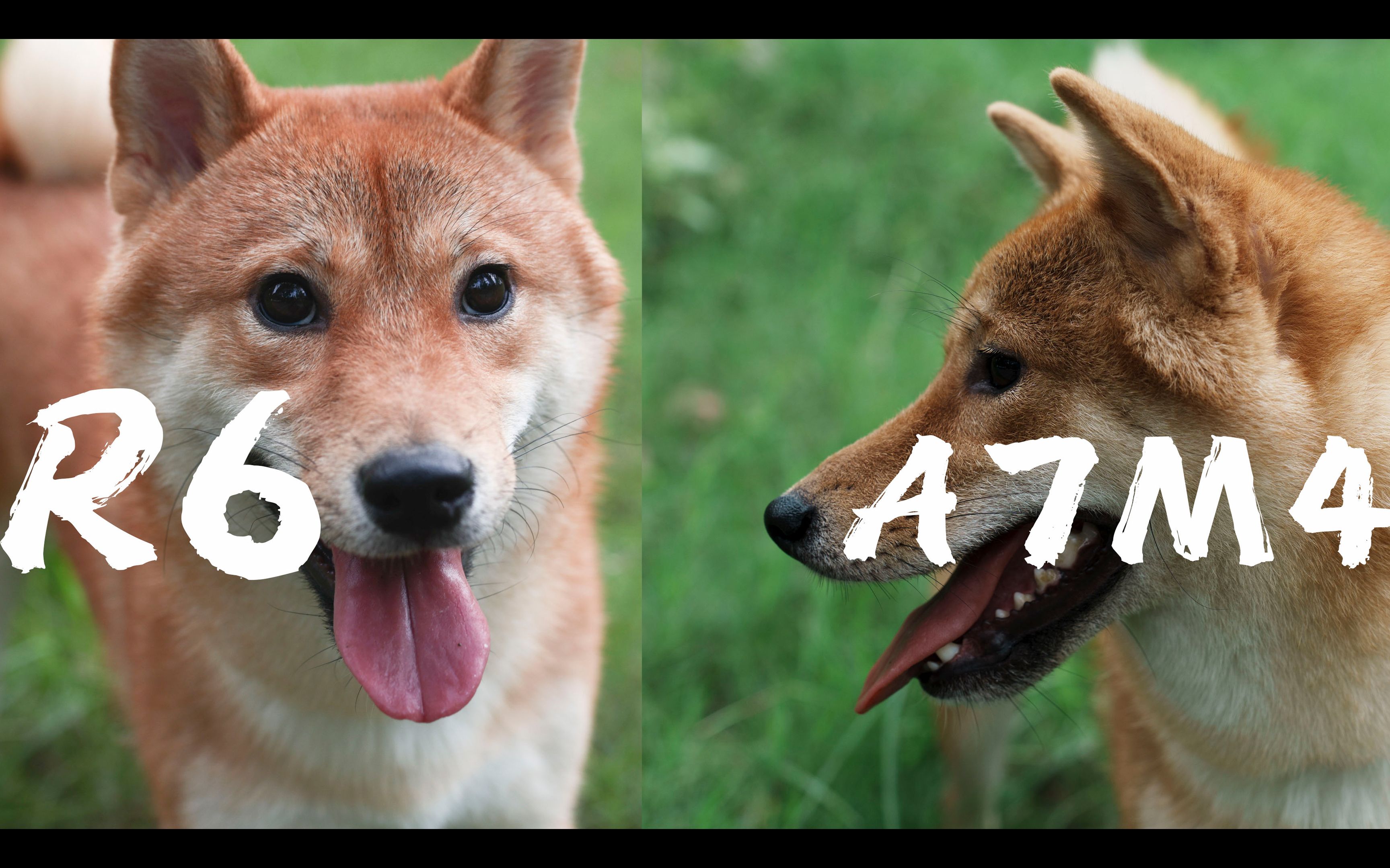 R6对比m4 下期 （拍照对比 ）_哔哩哔哩_bilibili