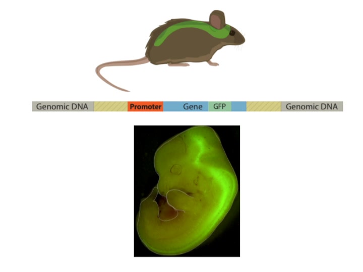 小鼠的基因分型英文Mouse Genotyping Protocol_哔哩哔哩_bilibili