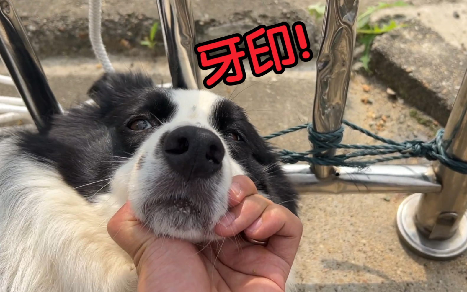 离了个大谱,边牧咬断钢管,带着二哈越狱! 哔哩哔哩