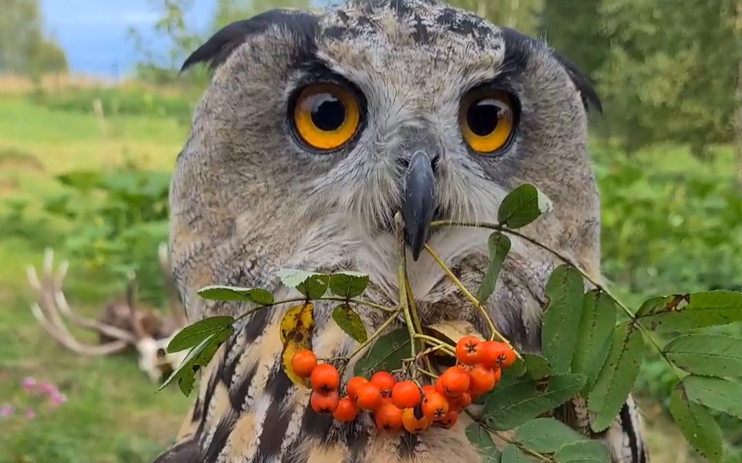 月巴又鸟最新写真照预览-猫头鹰Yoll-猫头鹰Yoll-哔哩哔哩视频