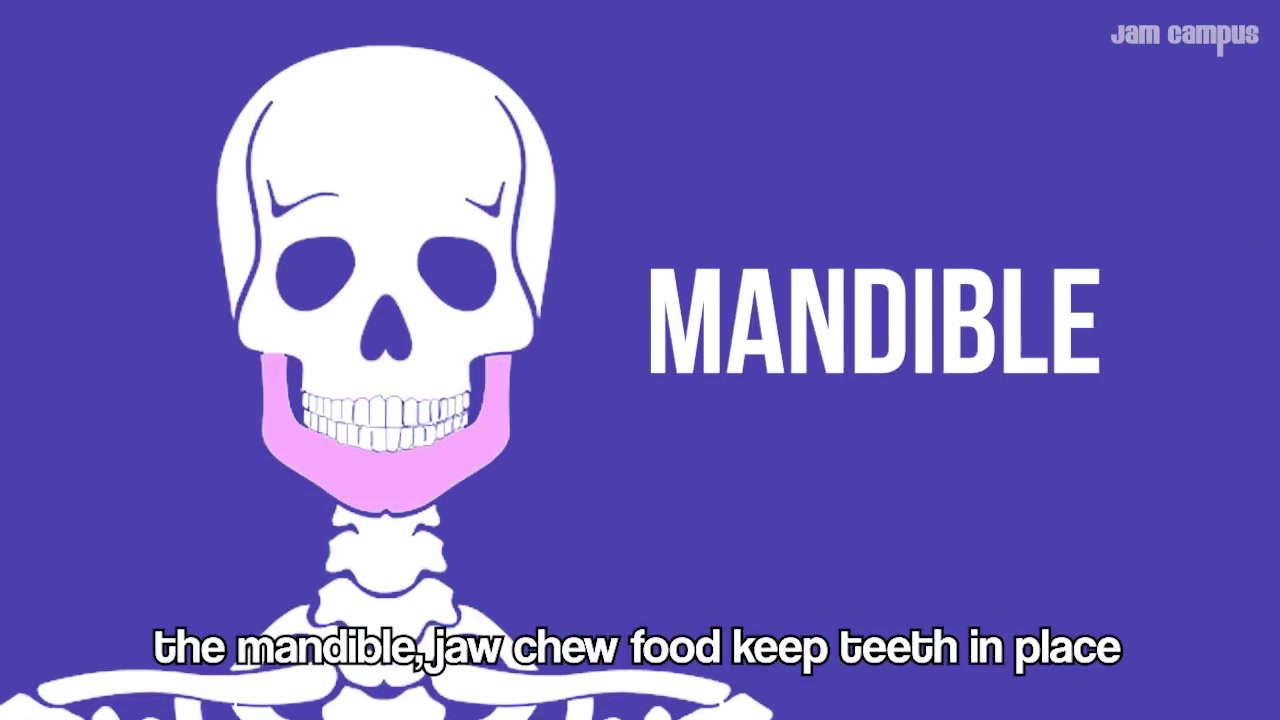 【骨头之歌】THE HUMAN BONES SONG_哔哩哔哩 (゜-゜)つロ 干杯~-bilibili