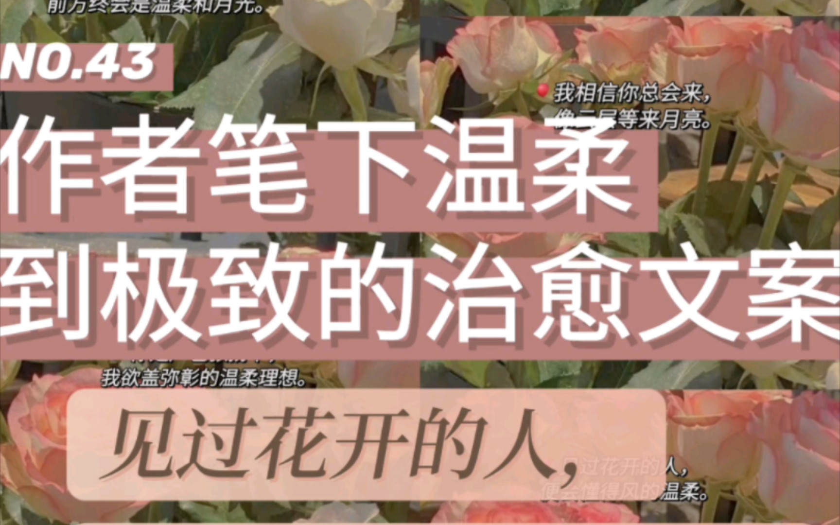金句摘抄 No43 作者笔下温柔到极致的治愈文案 哔哩哔哩