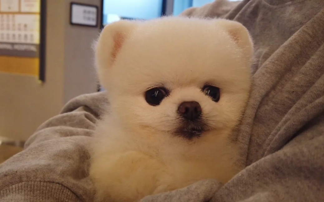 RuPong一家｜Happy Halloween! 变身鬼娃的狗狗们